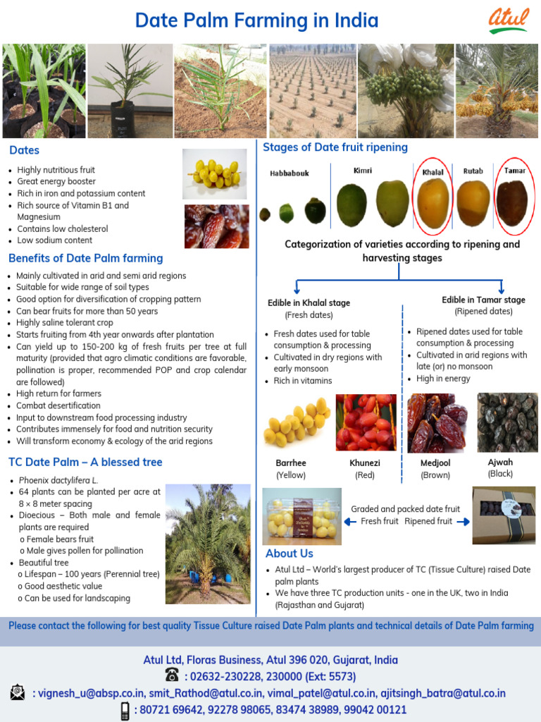 Date Palm Farming: Varieties & Benefits | PDF | Fruit | Agriculture