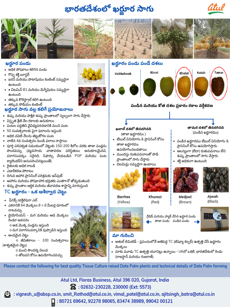 Date Palm Leaflet - Telugu | PDF