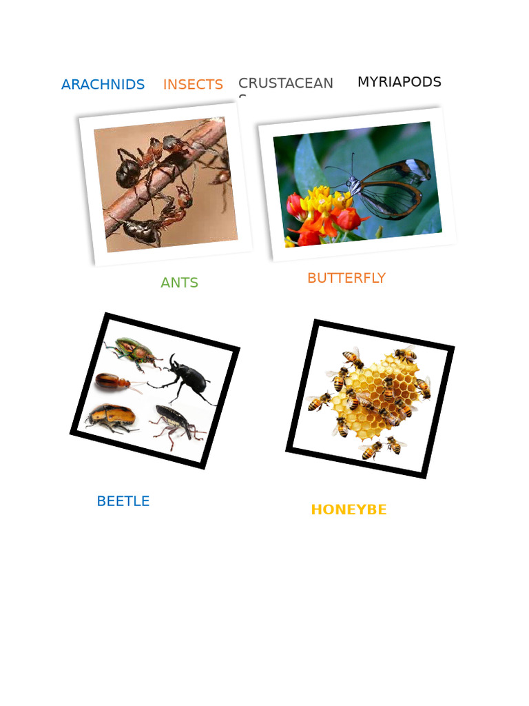 Arthropods Scrap Book Dec.2024 | PDF