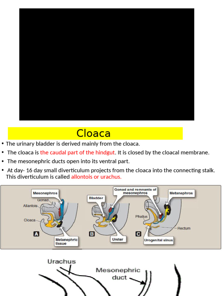 Development of Urinary Bladder-Urethra | PDF | Urinary System | Urology