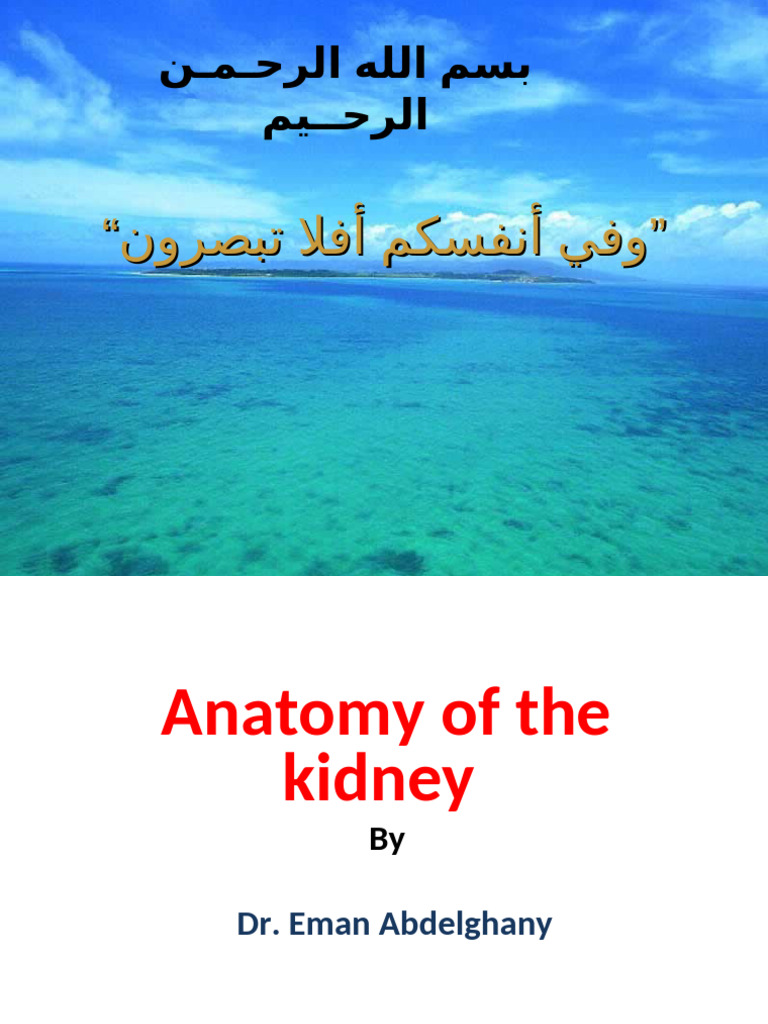 AnatomylectureTheKidney Theureter | PDF | Kidney | Human Anatomy