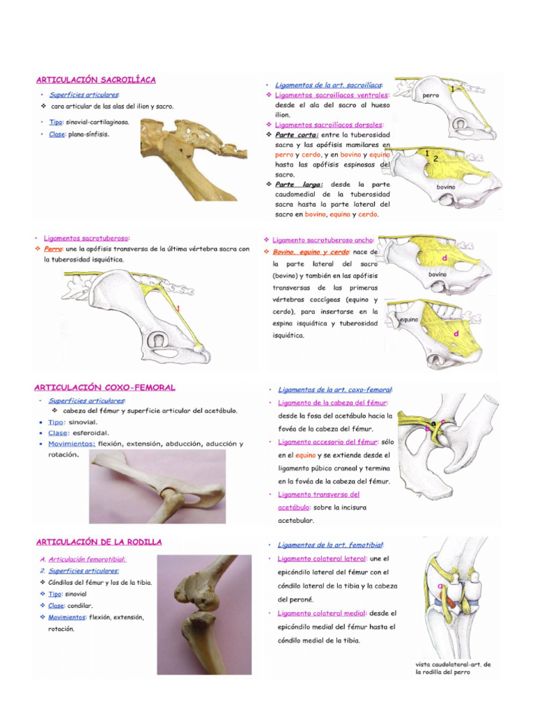 Sindesmologia Miembro Posterio | PDF