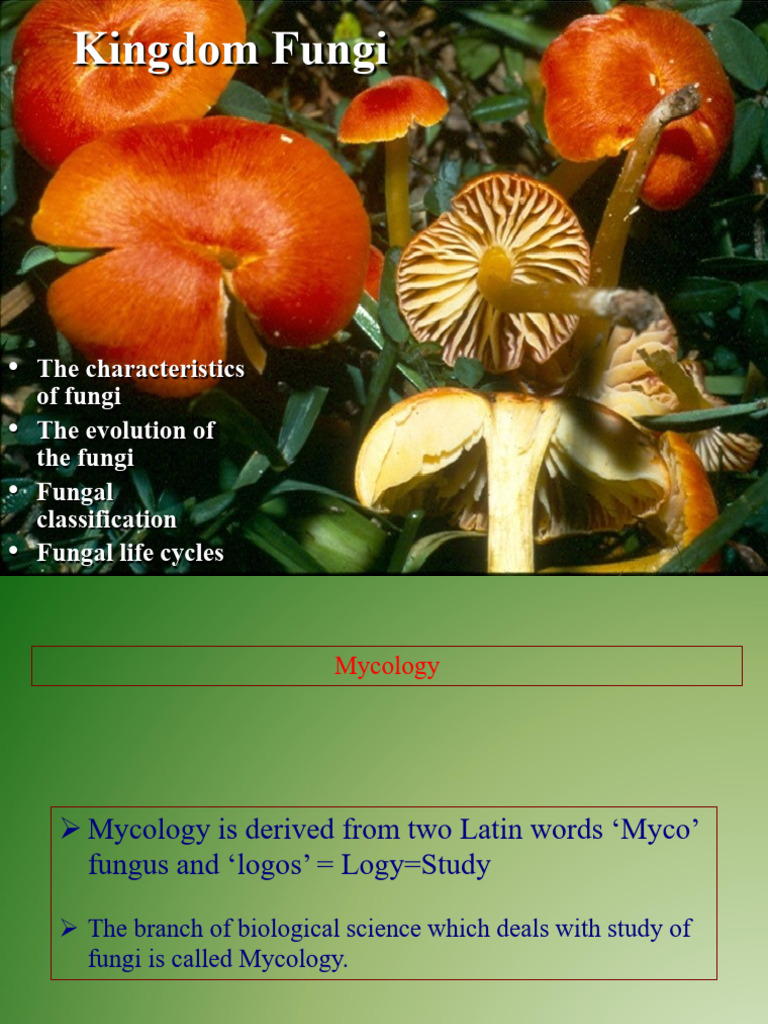 Intro To Fungi Presentation | PDF | Fungus | Organisms