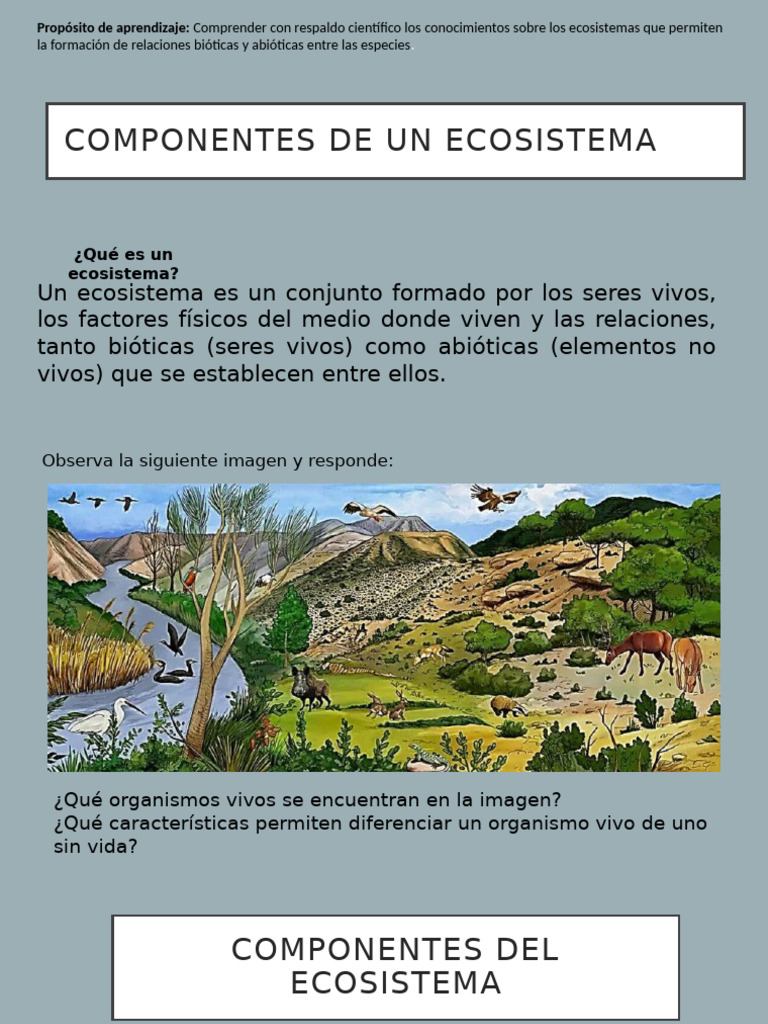 Componentes de un Ecosistema | PDF | Ecosistema | Biogeografia