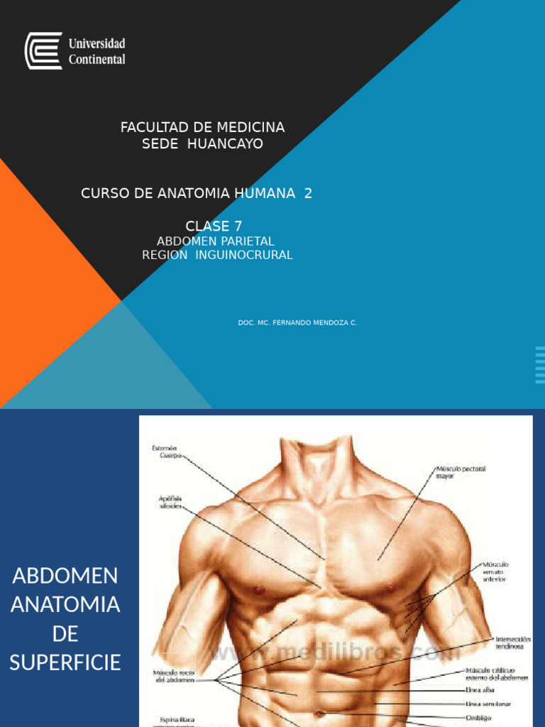Anatomía del Abdomen y Región Inguinal | PDF | Abdomen | Anatomía humana