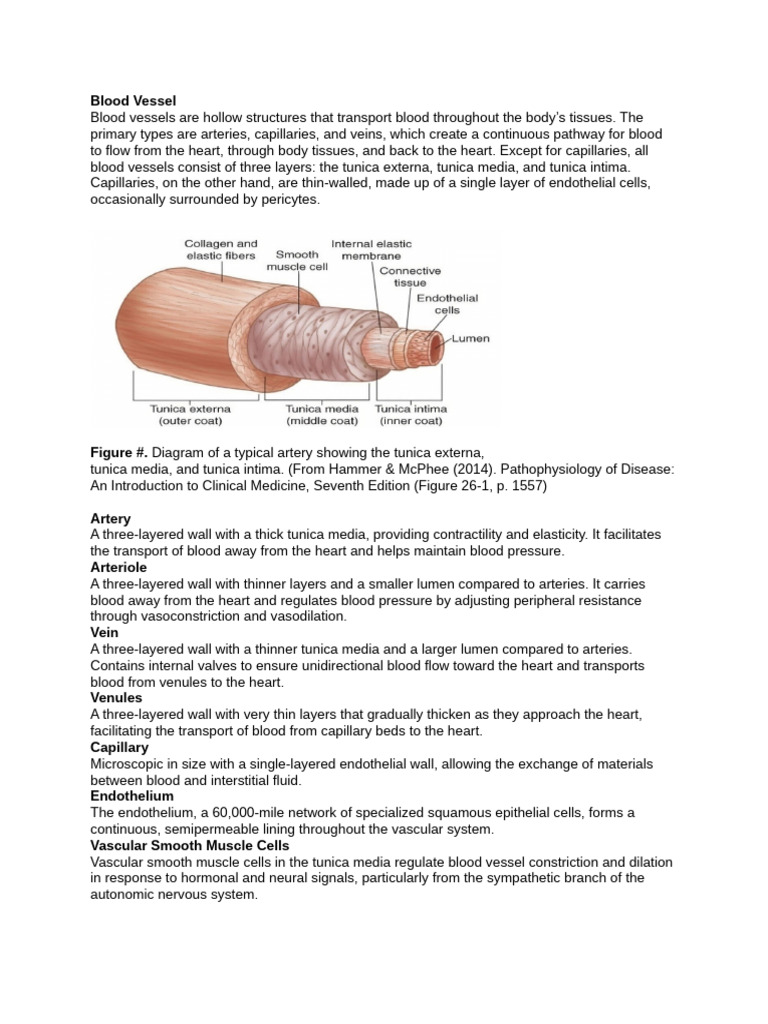 Anatomy and Physiology (Case Study) | PDF | Artery | Kidney