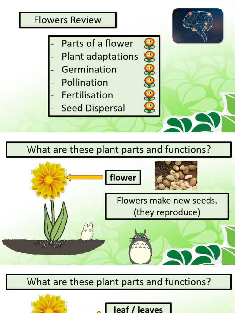 Understanding Flower Anatomy and Life Cycle | PDF | Flowers | Pollination