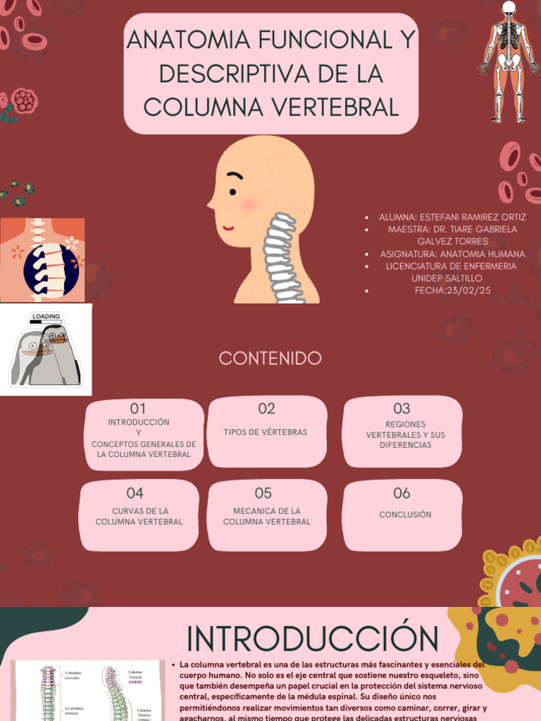 Anatomía de la Columna Vertebral | PDF | La columna vertebral | Vértebra