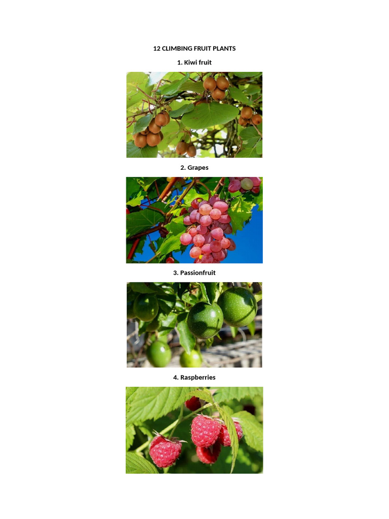 Climbing Fruit Plants List | PDF