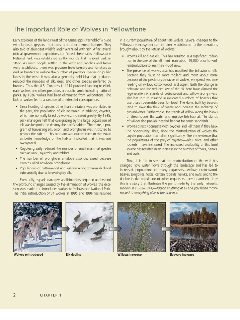Yellowstone Wolves: Ecosystem Impact | PDF | Coyote | Yellowstone ...