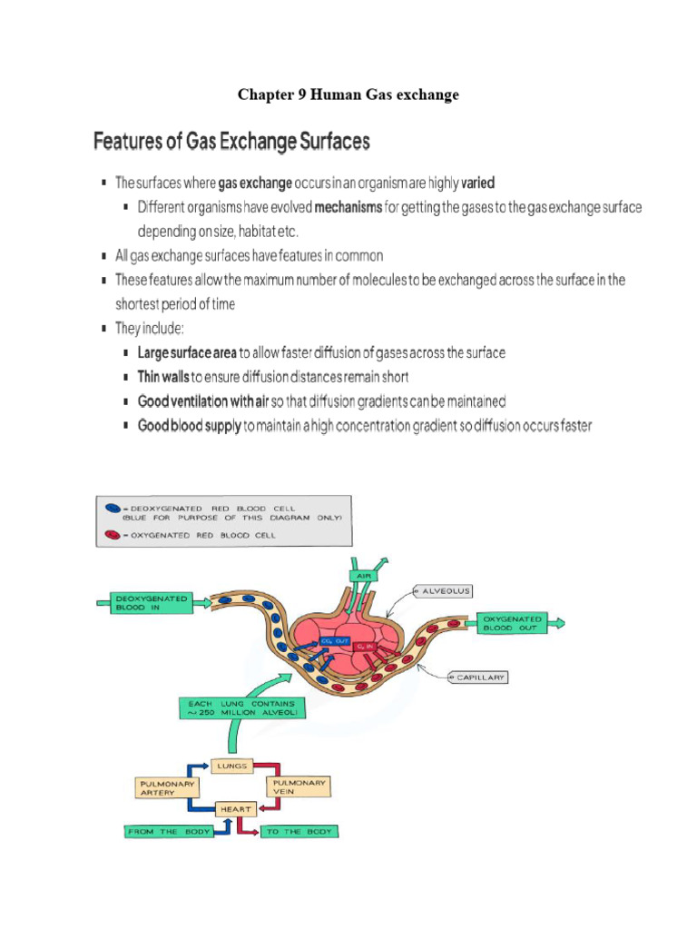 Chapter 9 Human Gas Exchange Notes | PDF