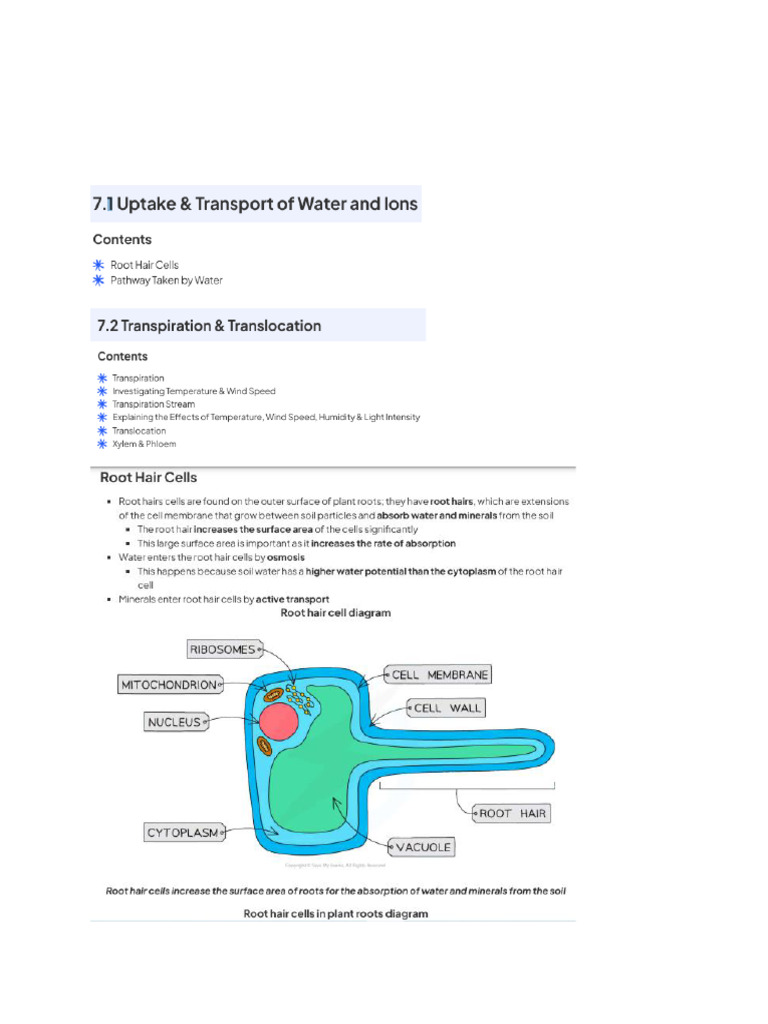 Chapter 7 Transport in Flowering Plants | PDF