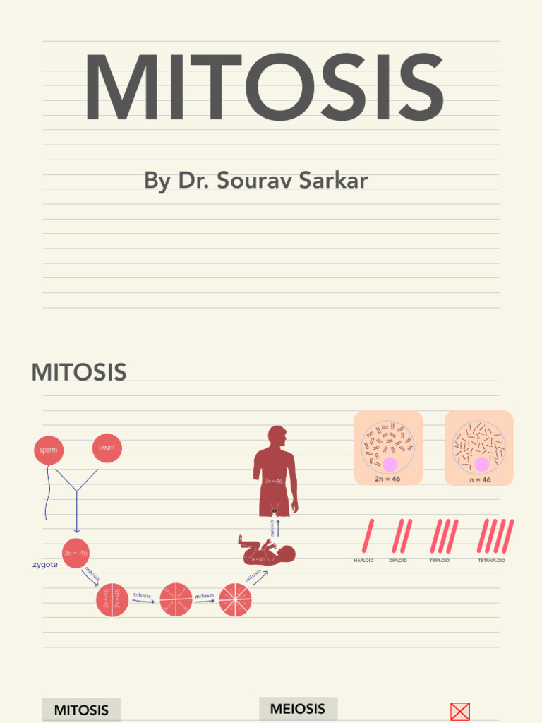 Mitosis | PDF | Mitosis | Meiosis