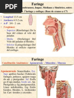 Anatomía y Fisiología de La Rinofaringe, Orofaringe e Hipofaringe | PDF ...