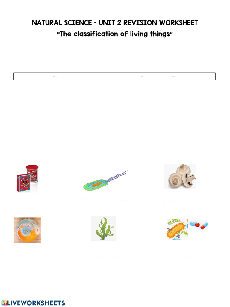 Classification of Living Things Worksheet | PDF | Invertebrate | Reptile