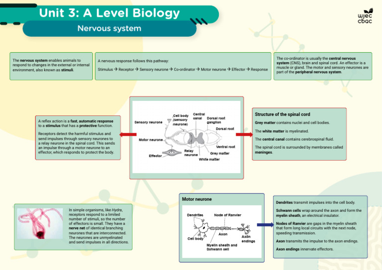 A Level Biology: Nervous System Overview | PDF | Neuron | Nervous System