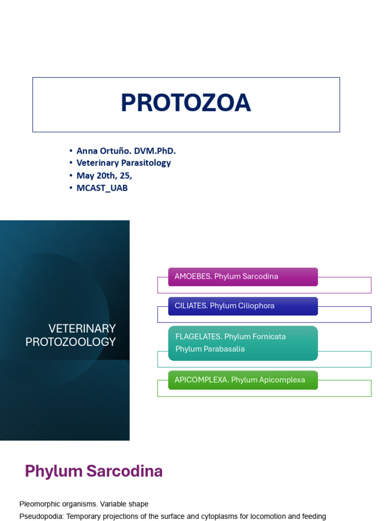 PROTOZOA Lecture 3 - Amoebes and Flagelates VET PARASITOL MCAST - UAB ...