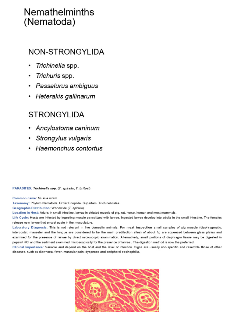 Nemathelminths. Practical Session VET PARASITOL - MCAST - UAB | PDF ...