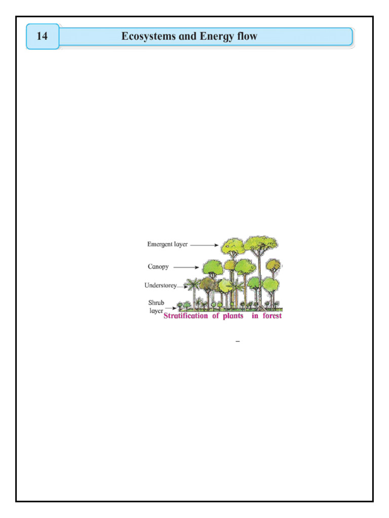 Ecosystem and Energy Flow | PDF | Food Web | Decomposition
