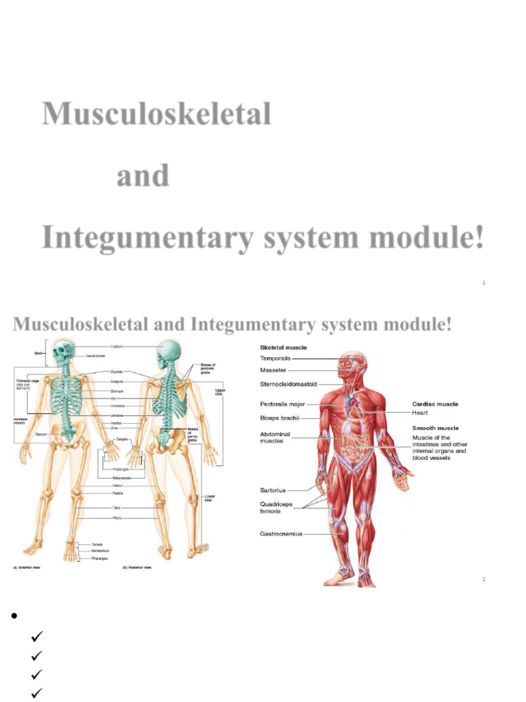 Musculoskeletal system4PC@2025 | PDF | Elbow | Hand