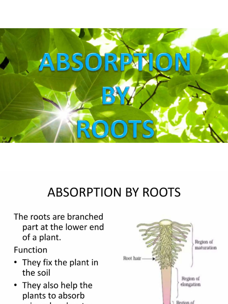 Absorption by Roots | PDF