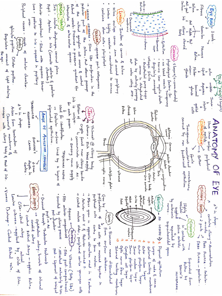 Ophthalmology Concept Maps | PDF