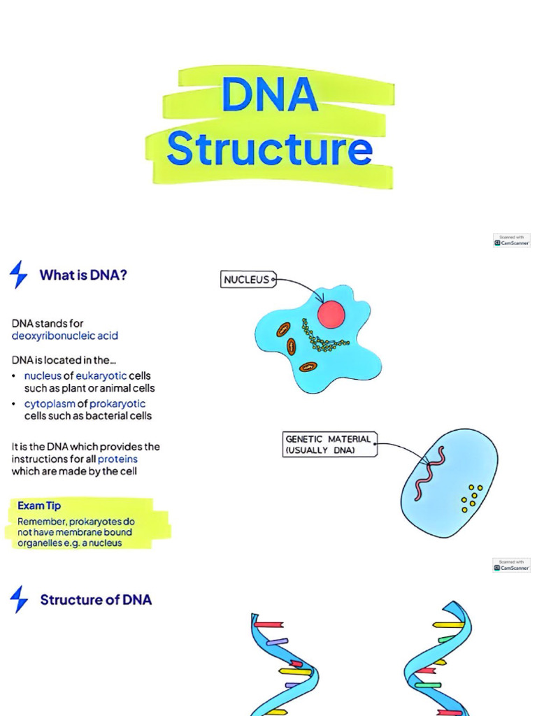DNA Structure | PDF