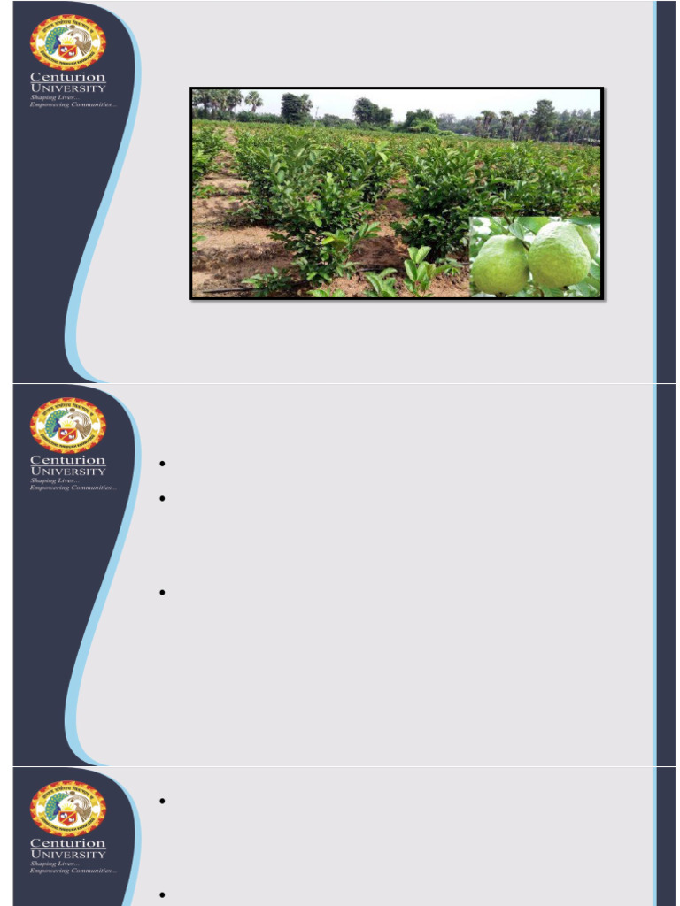 High Density Guava Planting Guide | PDF | Pruning | Trees