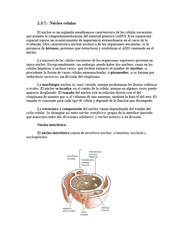 fisiologia-celular-nucleo celular | PDF | Nucleo celular | Cromatina
