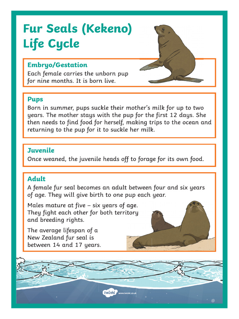 nz2 T 57 NZ Fur Seal Kekeno Life Cycle Display Poster - Ver - 3 | PDF