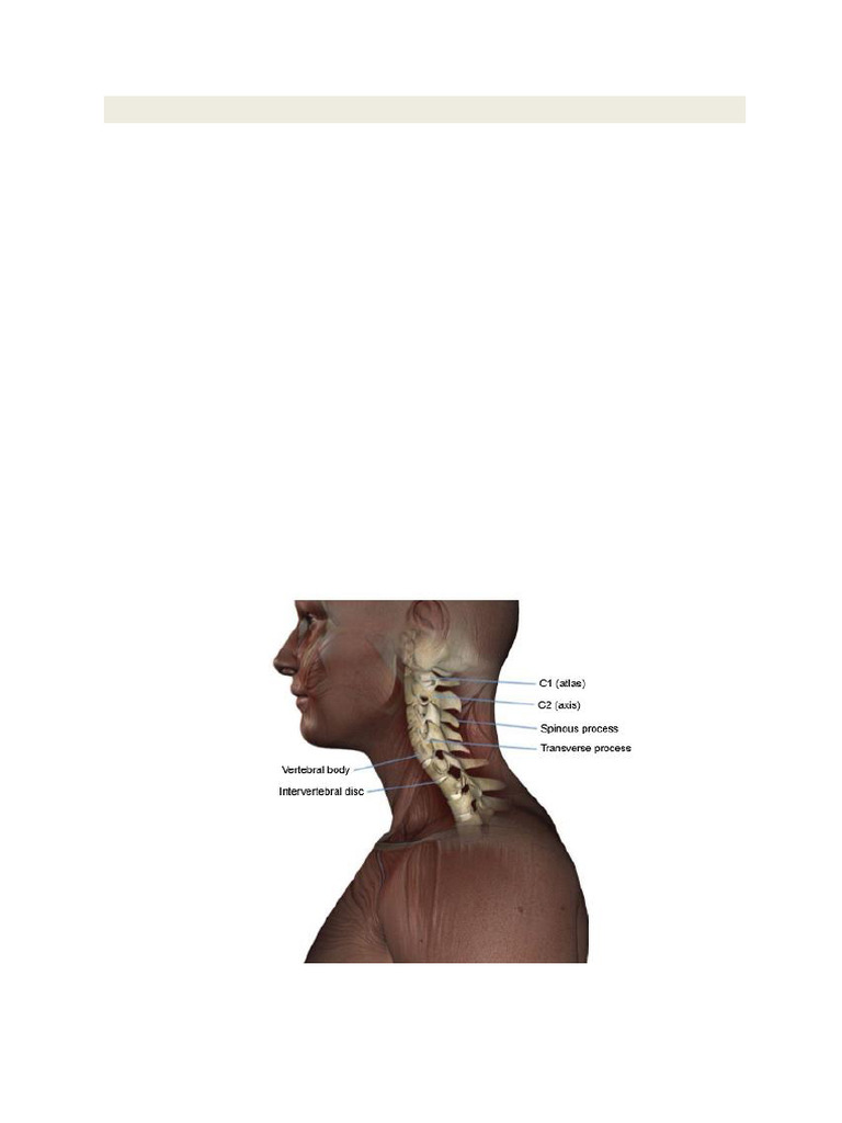 Modul Praktikum Mri Dasar (Spine) | PDF