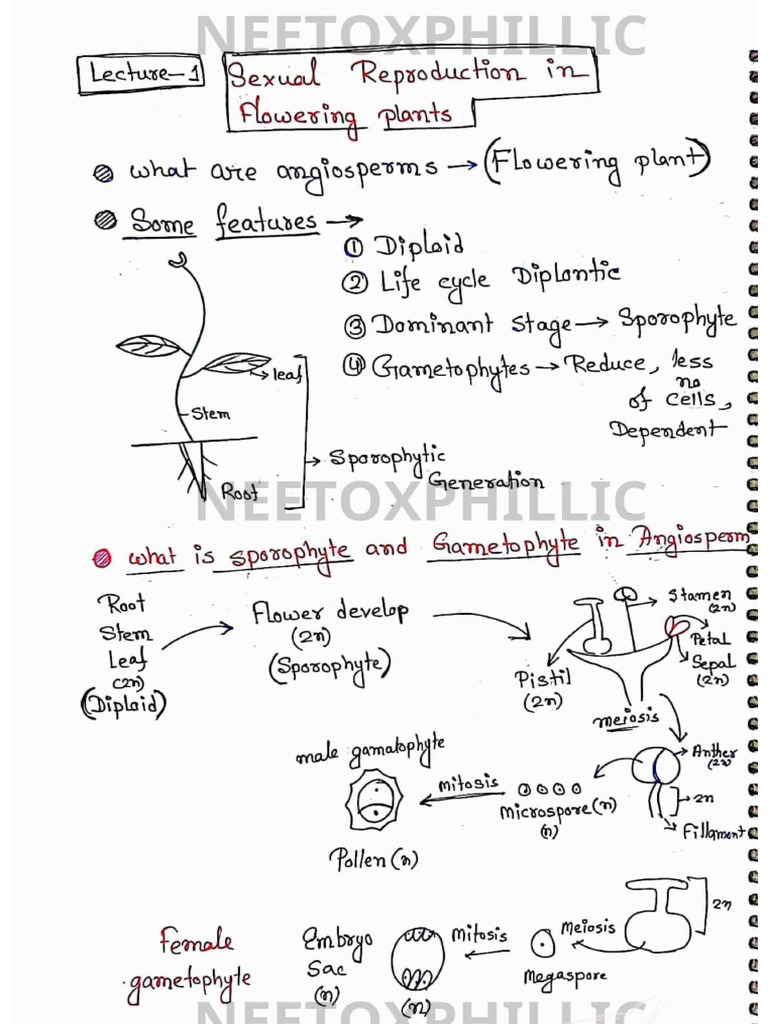 Sexual Reproduction Notes | PDF