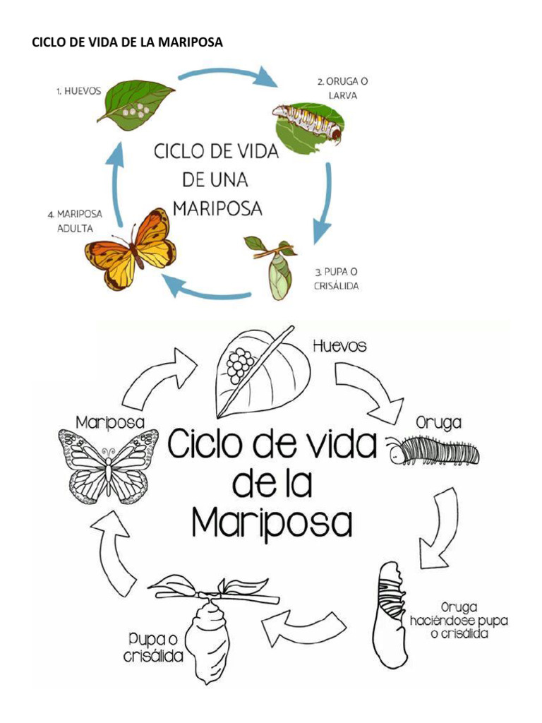 Ciclo de Vida de La Mariposa | PDF