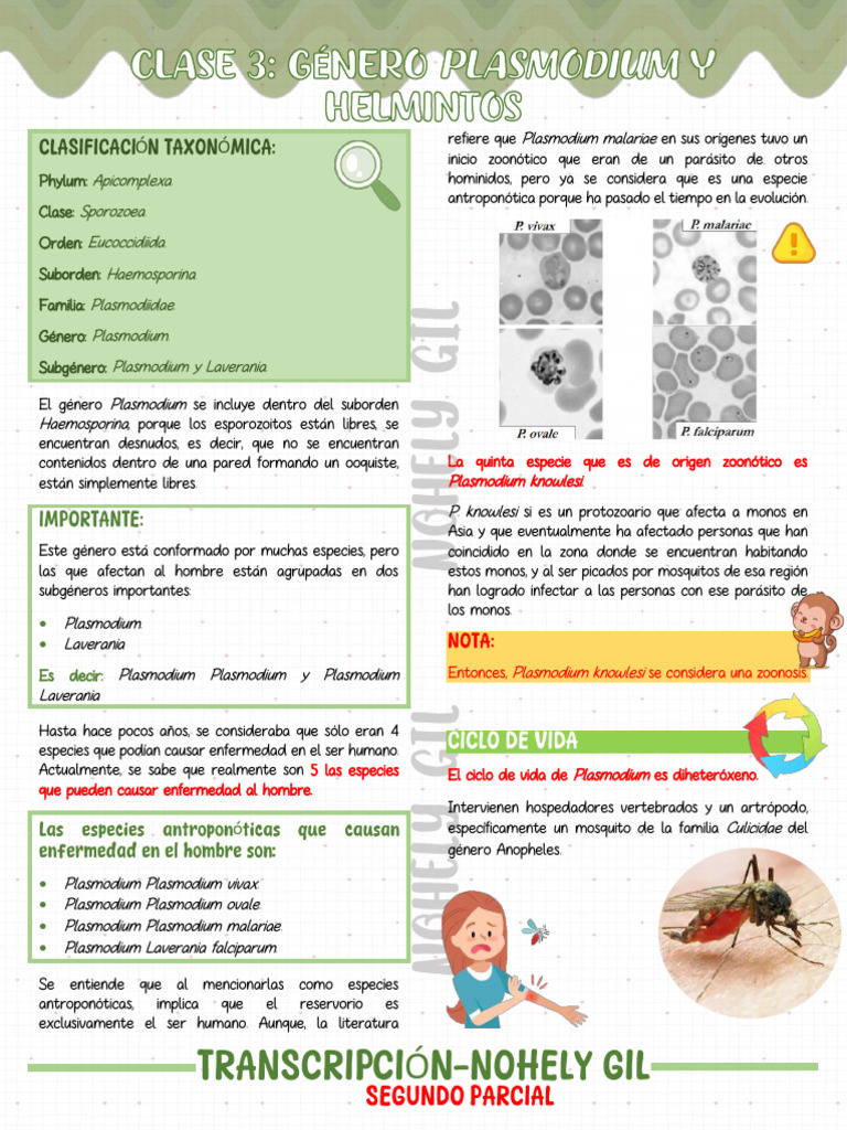 Ciclo de vida y especies de Plasmodium | PDF | Plasmodium | Plasmodium ...