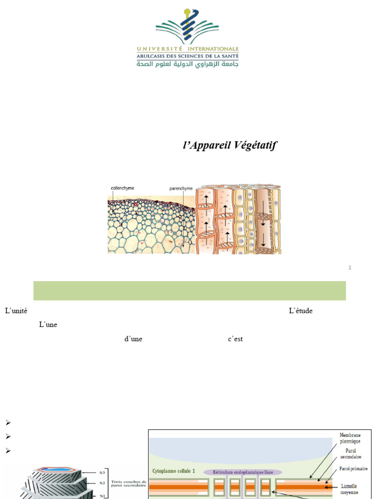 Histologie des cormophytes: lamelle moyenne | PDF | Tige (Plante) | Lignine