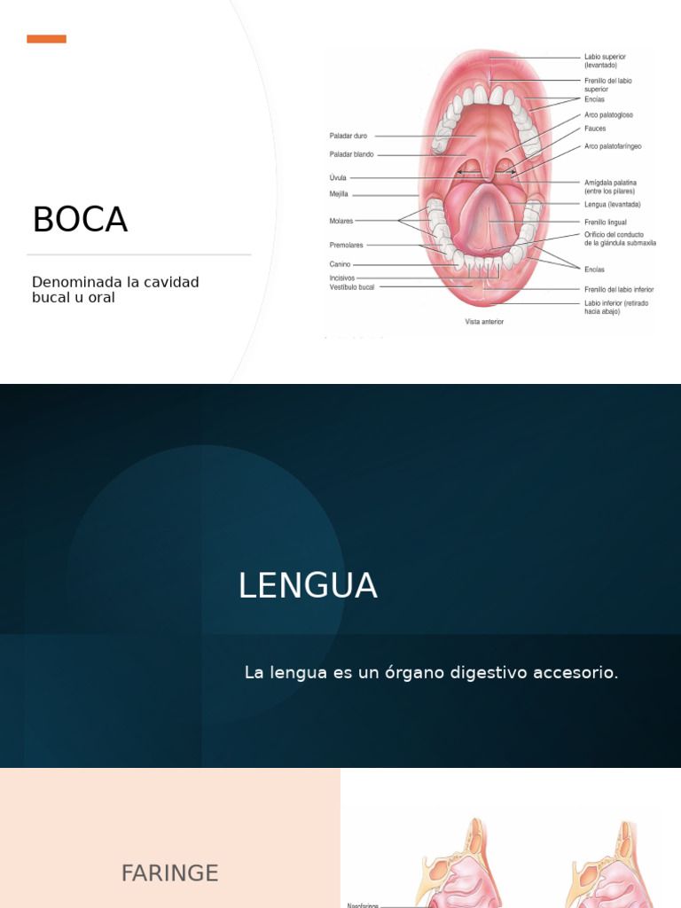 BOCA Y LENGUA Anatomia y Fisiologia de Boca | PDF