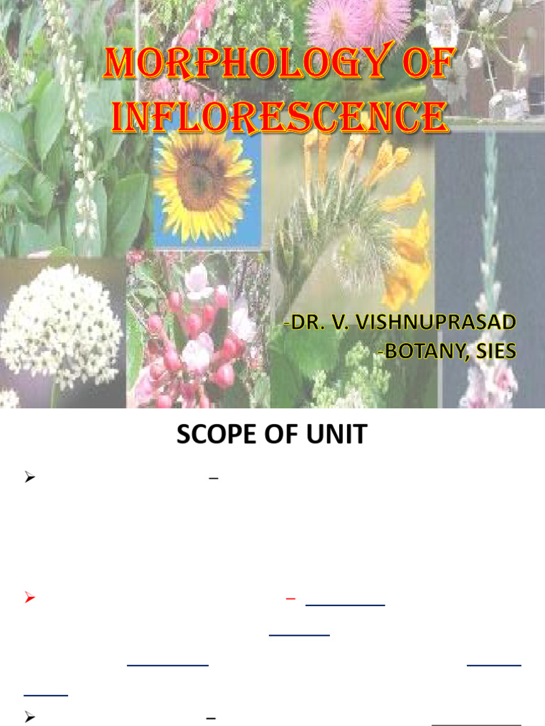 Morphology of Inflorescence - 94769 | PDF | Plants | Plant Morphology
