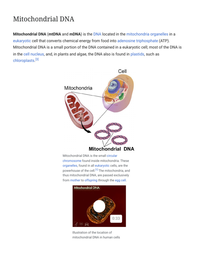Mitochondrial DNA - Wikipedia | PDF | Mitochondrial Dna | Mitochondrion