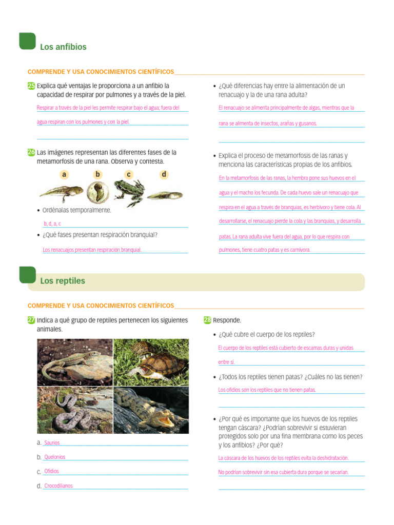 Respiración y Metamorfosis de Anfibios | PDF | Anfibio | Reptil