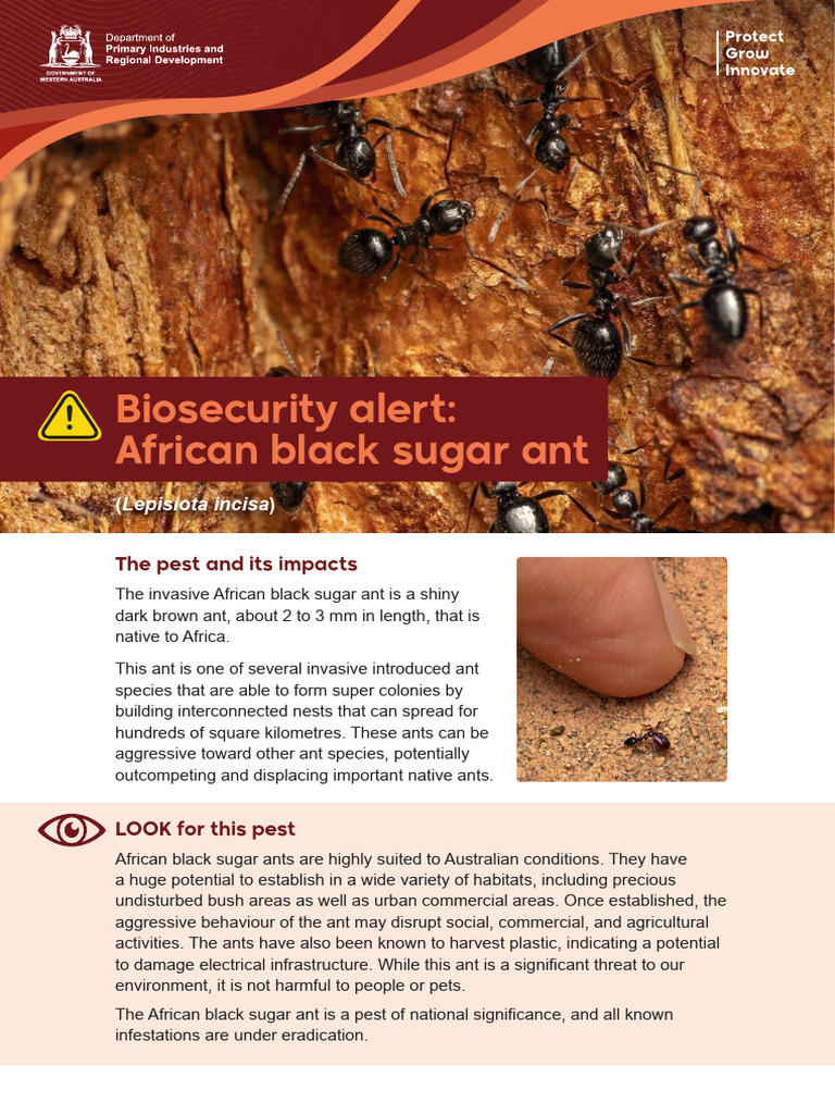 PF023-24 African Black Sugar Ant Biosecurity Alert Factsheet DIGITAL ...