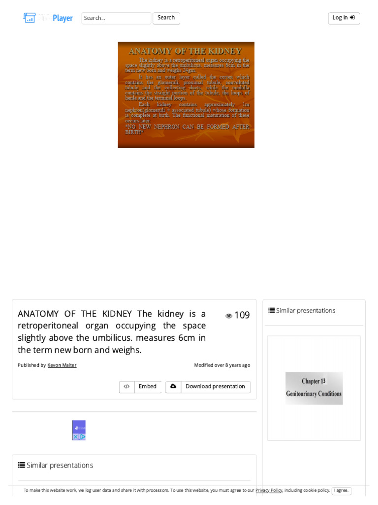 Anatomy of The Kidney | PDF | Kidney | Medical Specialties