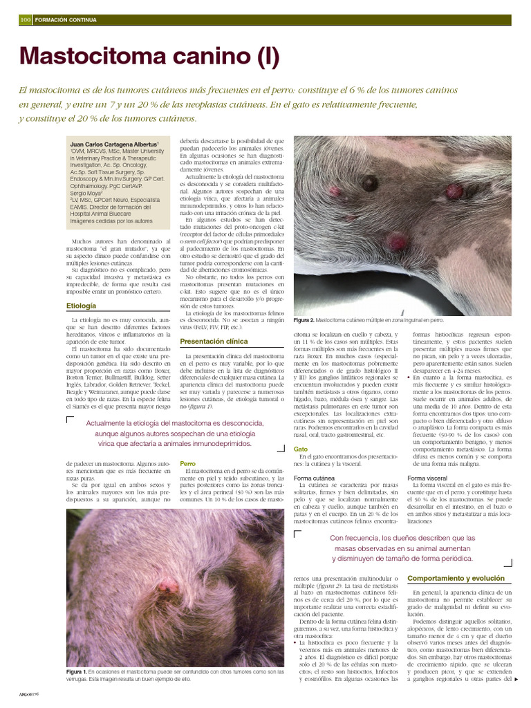 Mastocitoma canino: diagnóstico y tratamiento | PDF | Metástasis | Biopsia