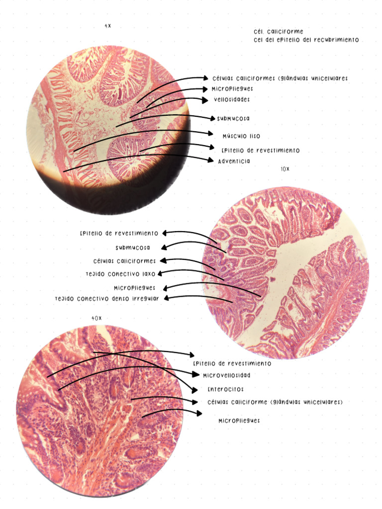 Práctica 4 - Histology | PDF