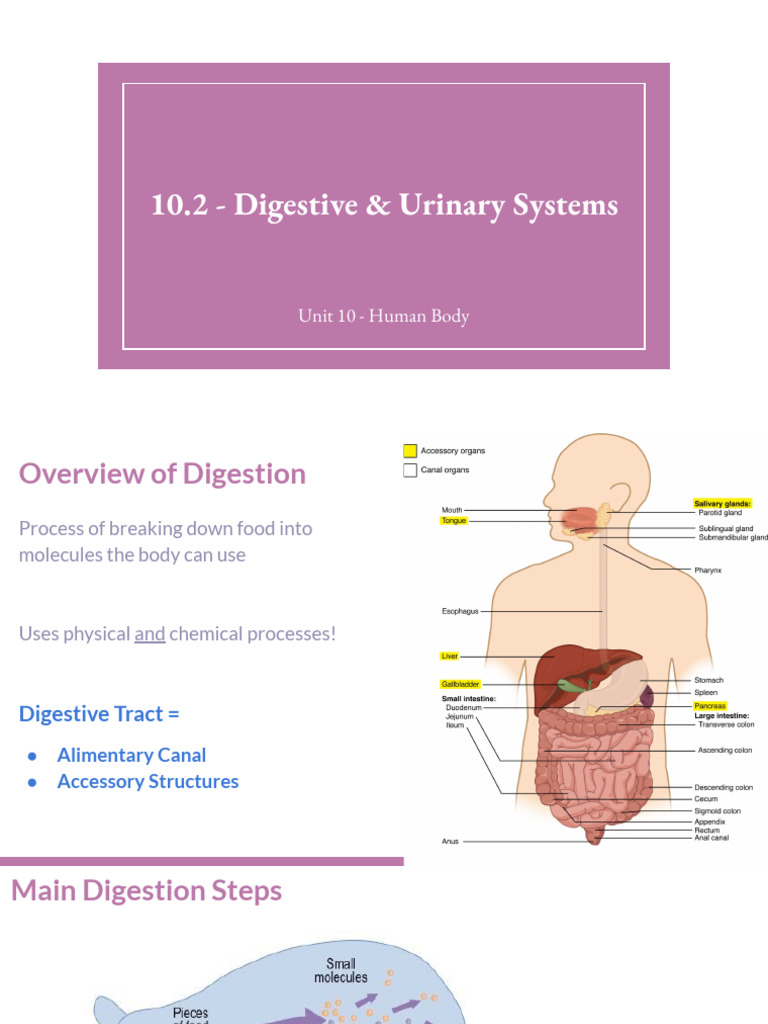 10.2 - Digestive & Urinary Systems | PDF | Digestion | Small Intestine