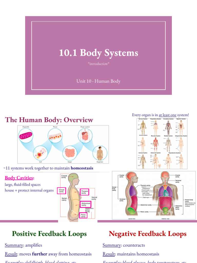 Human Body Systems Overview | PDF