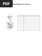 The Digestive System - Grade 6 | PDF | Digestion | Small Intestine