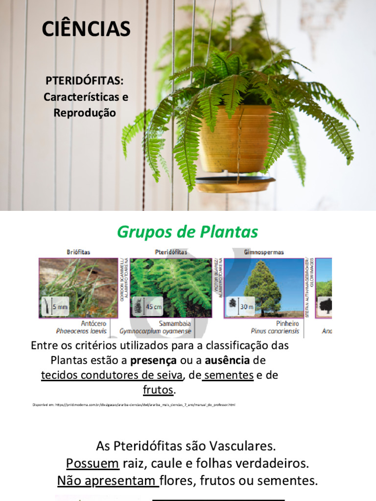 Características das Pteridófitas | PDF | Samambaia | Plantas