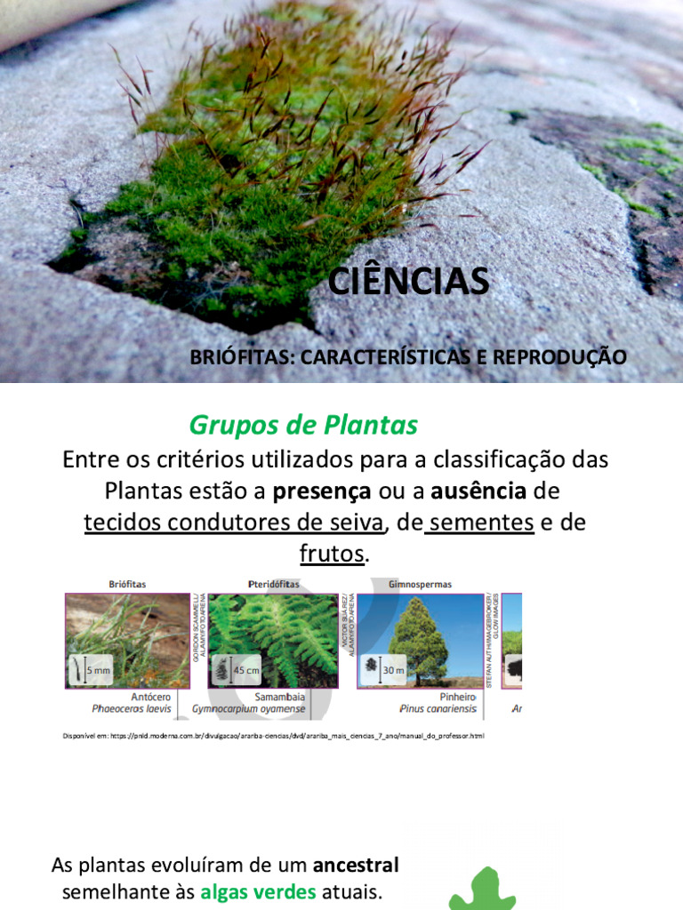 Características das Briófitas | PDF | Musgo | Plantas