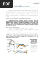 Formación del Asa Cardíaca en Embriología | PDF | Corazón | Órgano ...