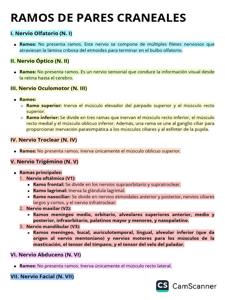 RAMOS DE PARES CRANEALES dividido(1) | PDF | Neuroanatomía | Anatomía humana
